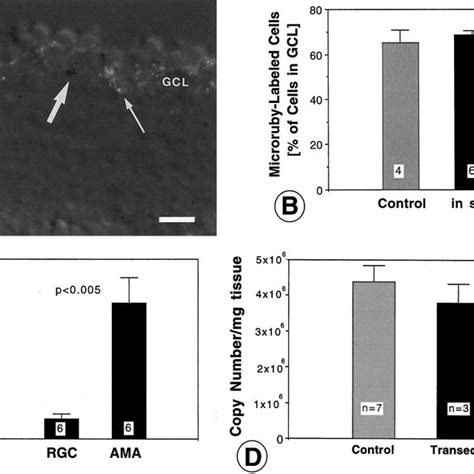 Identification And Quantification Of Retinal Ganglion Cells Rgc And