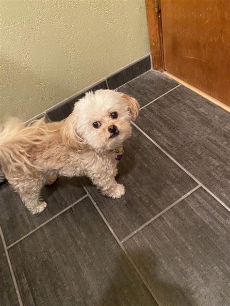 This Is Lilly My Misfit Poo And Queen Of The Side Eye Rlookatmydog