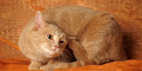 Ticks On Cats Identification And Treatment Cats Com