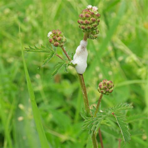 Sanguisorba Minor