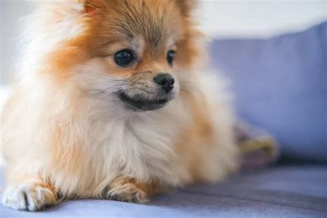 Pug Pomeranian Chihuahua Mix Discover Joy The Chihuahua Guide