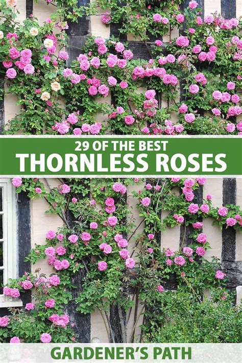 29 Thornless Roses For Your Beautiful Garden