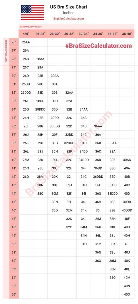 Bra Sizes Visual Chart