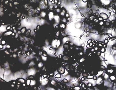 Biology Microscopy Organelles The Ohio State University