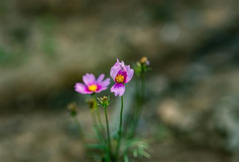 Timeline Background Photos Download The Best Free Timeline Background