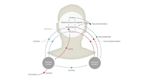 The Hypothalamic Pituitary Adrenal Hpa Axis Neurotorium