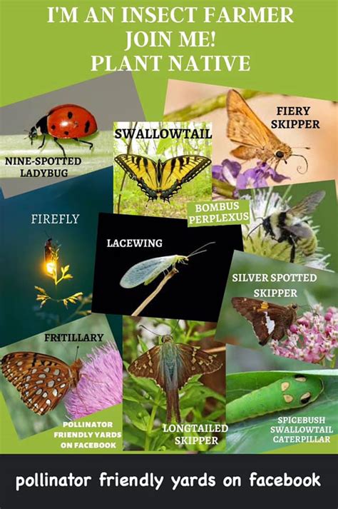 The 9 Spotted Ladybug Is A Us Natural Habitat Evanston Facebook