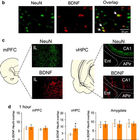 Extinction Training Increases Neuronal Brain Derived Neurotrophic