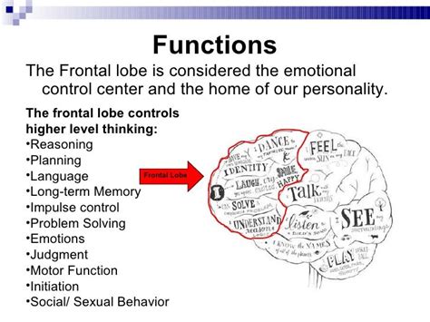 Frontal Lobe Frontal Lobe Frontal Lobe Function What Is Brain