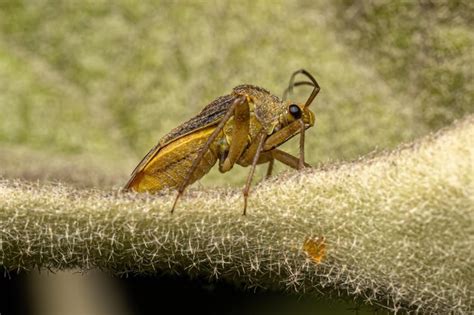 Premium Photo Small Adult Plant Bug