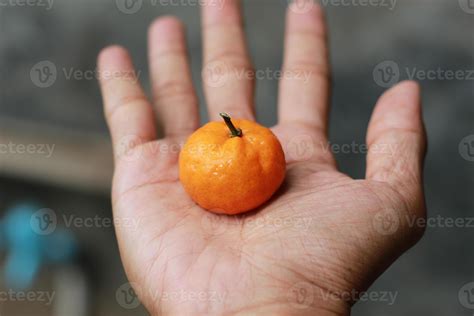A Close Up Of Mini Citrus Fruits Resting On A Palm With Trees In The