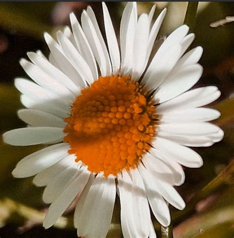 transforming images with opencv and java filter effects made easy