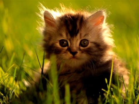 Kitten Desktop Wallpapers Download Most Cute Cats Ever 1024x768