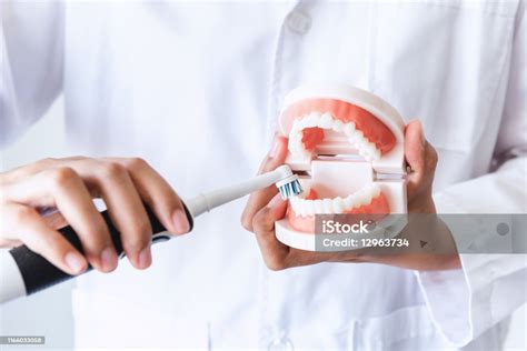 환자 건강 관리 및 치과 의사 직업 개념에 치아를 청소하는 방법에 대한 지침에 대한 칫솔과 턱 모델을 보여주는 치과 치열 교정 의사의 클로즈업 개념에 대한 스톡 사진 및