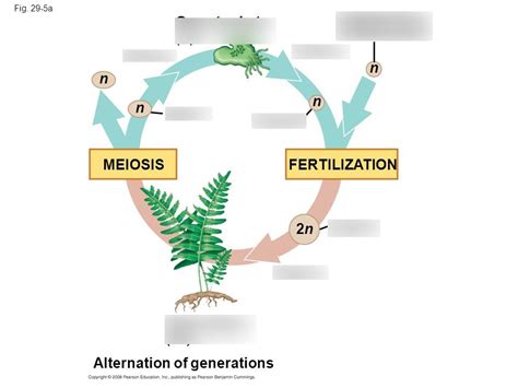 Angiosperm Labeling Diagram Quizlet