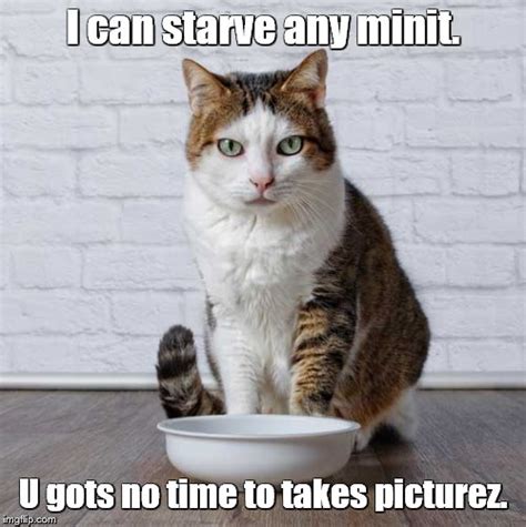 Food Bowl Empty Starvation Imminent Imgflip