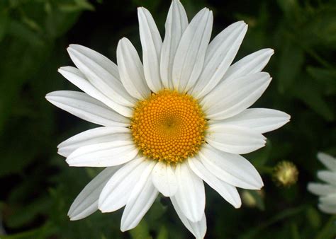 Daisy Free Stock Photo Public Domain Pictures