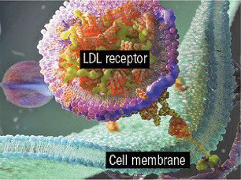 Gene Editing A One Time Fix For Dangerously High Cholesterol Harvard Health