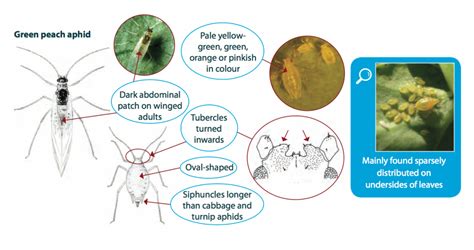 Aphid Life Cycle