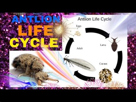 The Life Cycle Of Antlion Youtube