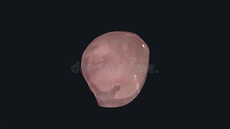 Diaphragmatic Part Of Peritoneum Stock Video Video Of