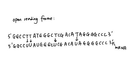 solved an open reading frame orf a is a long sequence of nucleotide