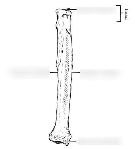 Radius Diagram Quizlet