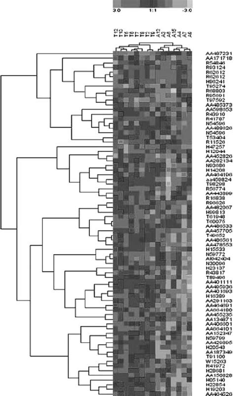 hierarchic cluster analysis of differentially expressed genes in