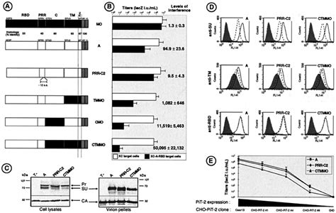 Schematic Representation Of Env Chimeras And Their Properties A Download Scientific Diagram