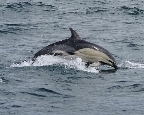 Rare Hybrid Dolphins Spotted Chasing Tour Boat Newsweek