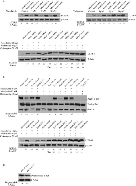 Figure 3 From The Role Of Runx2 In Microtubule Acetylation In Bone