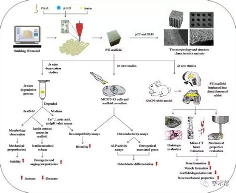 深圳先进院3d打印生物材料研究获进展