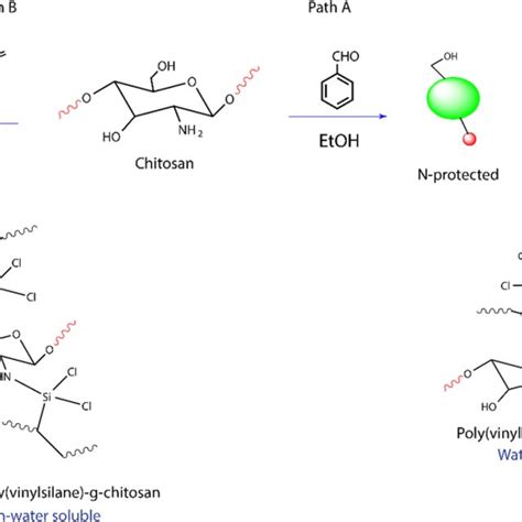 A B Sem Images And C D Edx Spectra Of Chitosan And Tvs M Cs