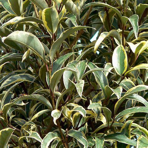 Ligustrum Japonicum Variegatum Wax Leaf Privet Or Japanese Privet Variegatum Χορομίδης