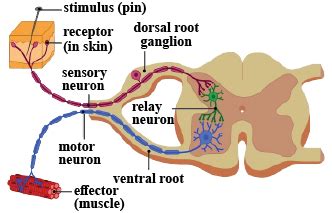 Redraw Complete And Label The Diagram Given Below Which Relates To