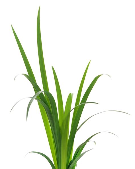 Premium Photo Green Grass Leaves