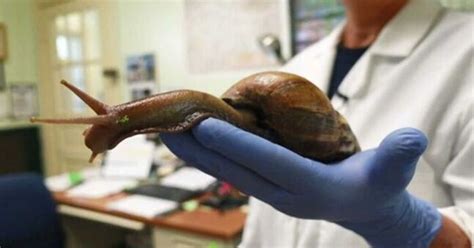 아프리카 대왕달팽이 Dprime