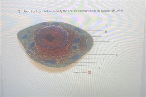 solved 2 using the figure below identify the cellular