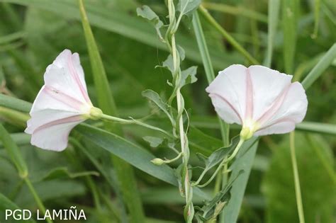 Convolvulus Arvensis Correhuela Menor
