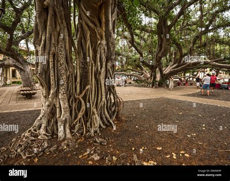 Banyan Tree Maui Lahaina Banque De Photographies Et Dimages à Haute