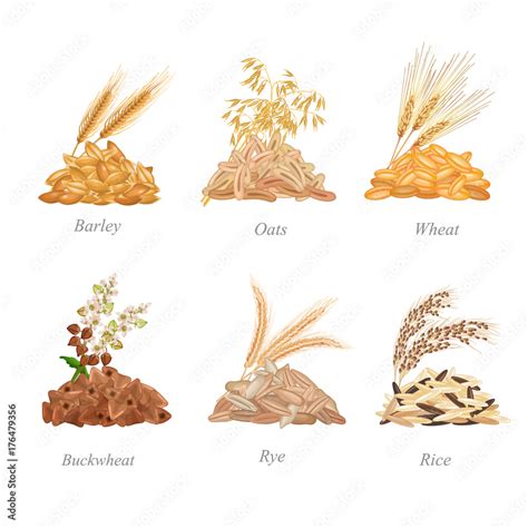Barley Vs Wheat Plant