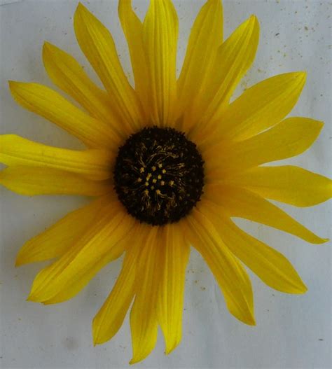 Helianthome Species Overview