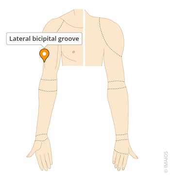 Lateral Bicipital Groove E Anatomy Imaios