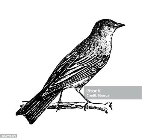 Ilustrasi Antik Ortolan Ilustrasi Stok Unduh Gambar Sekarang Gambar Produk Seni Burung