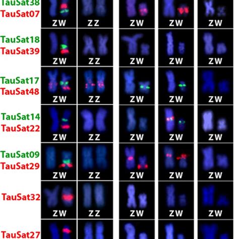 Detailed Comparison Of Different Tausatdnas Hybridized On Triportheidae