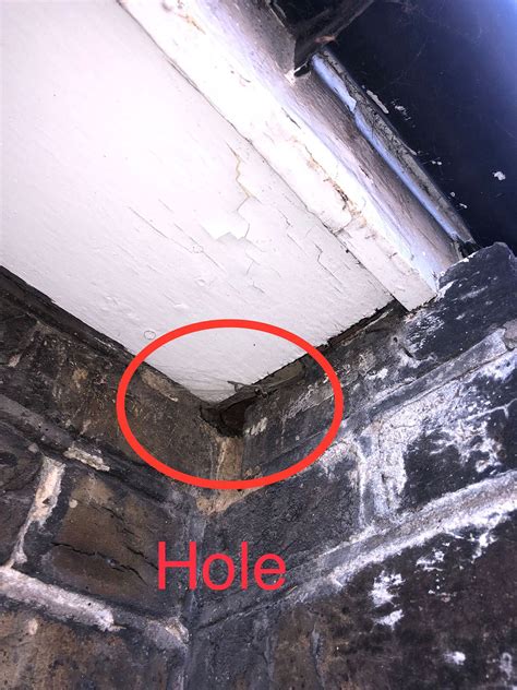 Mouse Proofing London Pest Control Mice London Pest Control London