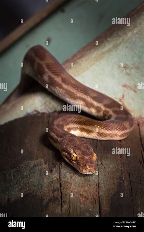 Stimpson S Python Antaresia Stimsoni Stock Photo Alamy