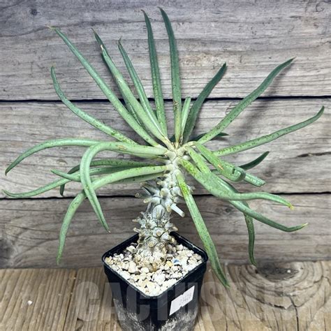 Shpr23428 Tylecodon Wallichii Кактус онлайн