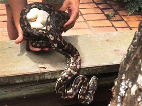 Python Snake Eggs
