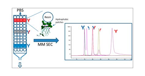 characterization of bispecific antibody production in cell 49 off